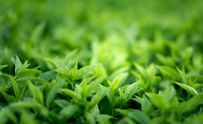 Beyond Herbal: Embracing the Potential of HHC for Health