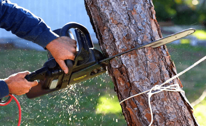 Essential Tips for Safe and Efficient Tree Removal Practices